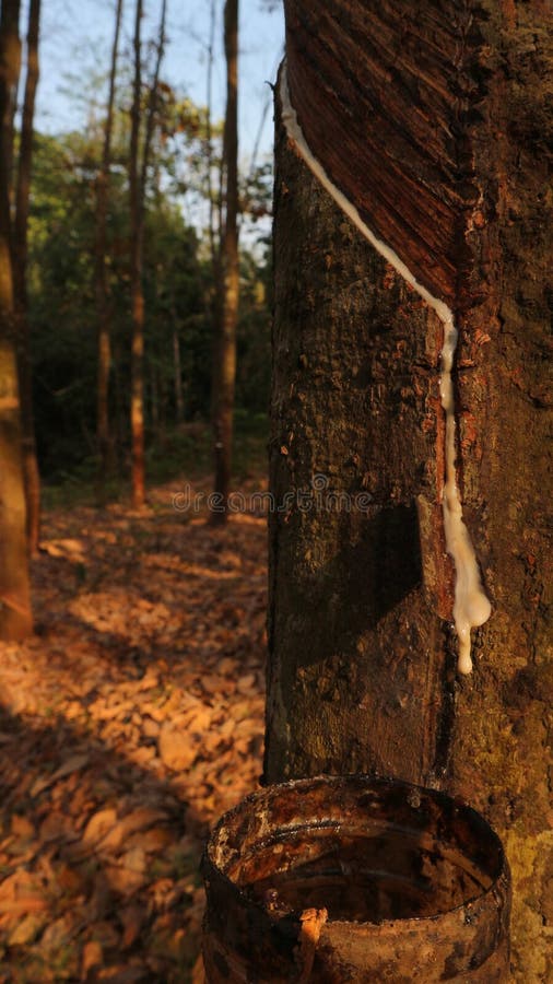 135 Rubber Tapper Tapping Latex Stock Photos - Free & Royalty-Free ...