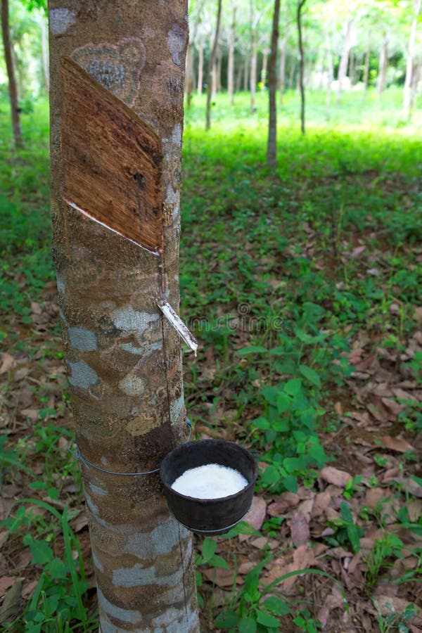 Tapping Latex from a Rubber Tree, Thailand Stock Photo - Image of asia ...