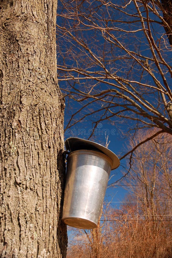 Tapping the Maple Tree stock image. Image of american - 70718641