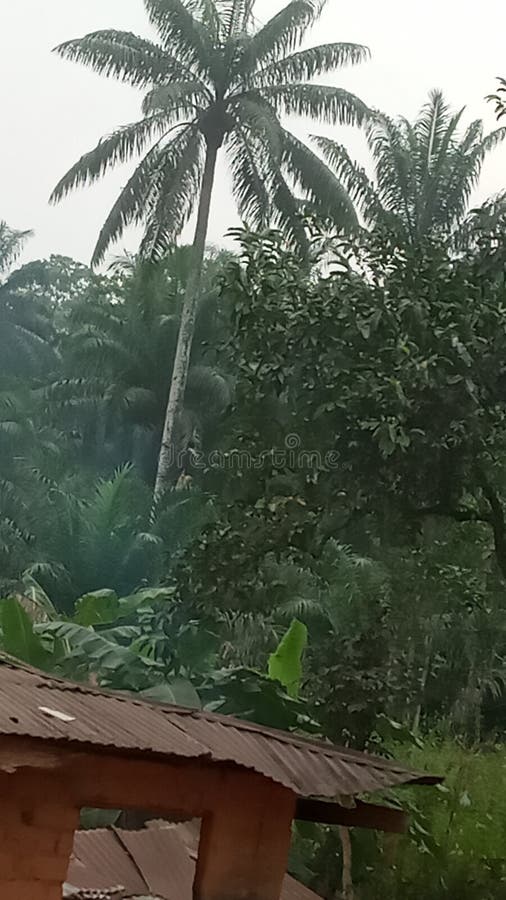 Tapping palm fruit stock photo. Image of vegetation - 247339370