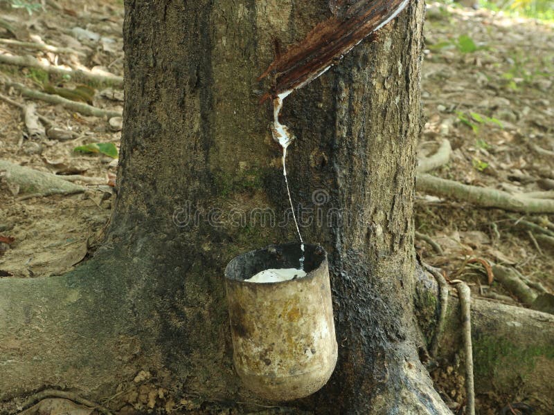 Tapping Pomegranate Sap, a White Sap from Tree Bark Stock Image - Image ...