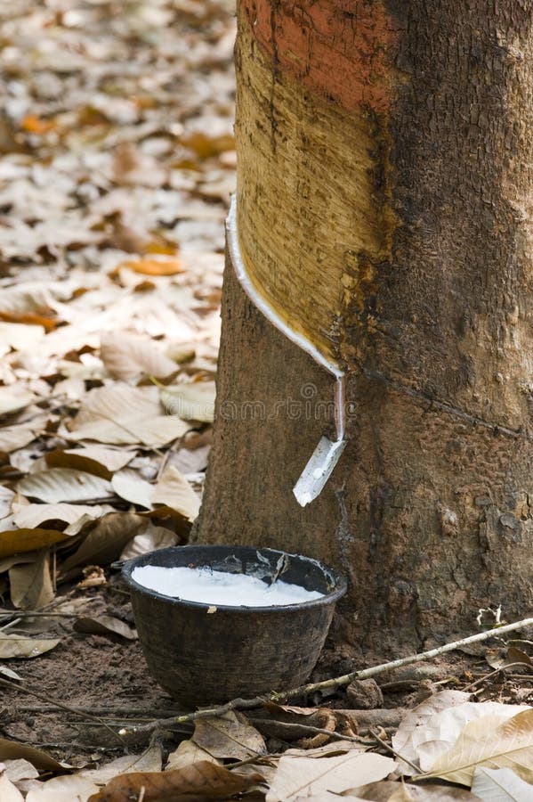 Tapping rubber stock photo. Image of drip, wood, tree - 18477942