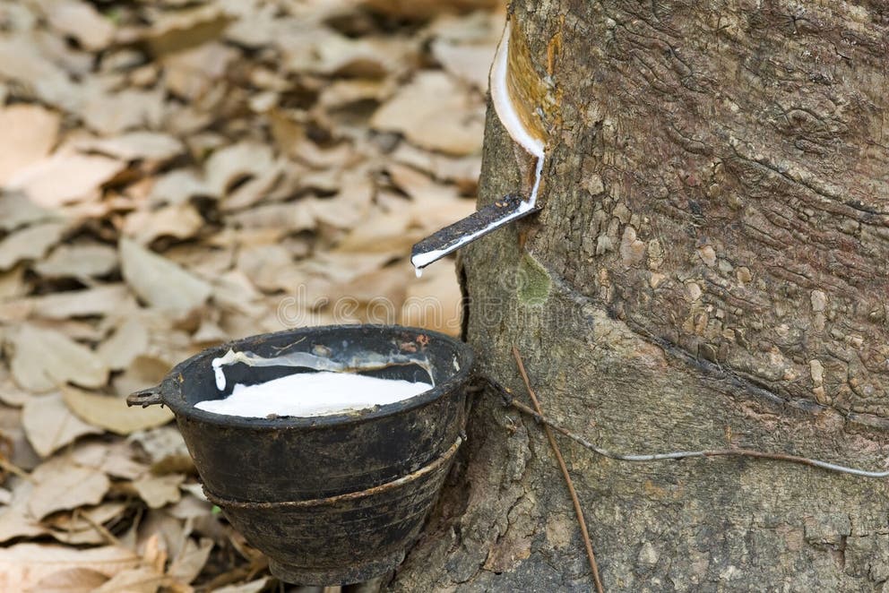 Tapping rubber stock image. Image of synthetic, leave - 18478095