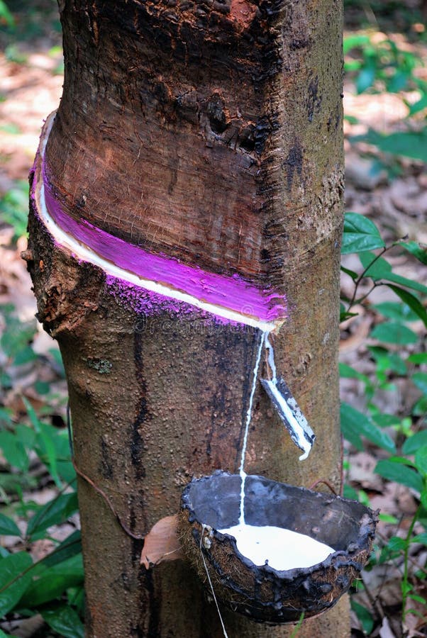 Rubber Tapping stock image. Image of resin, landscape - 22242707