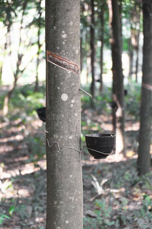 Tapping Rubber Latex Extracted from Rubber Tree Stock Photo - Image of ...