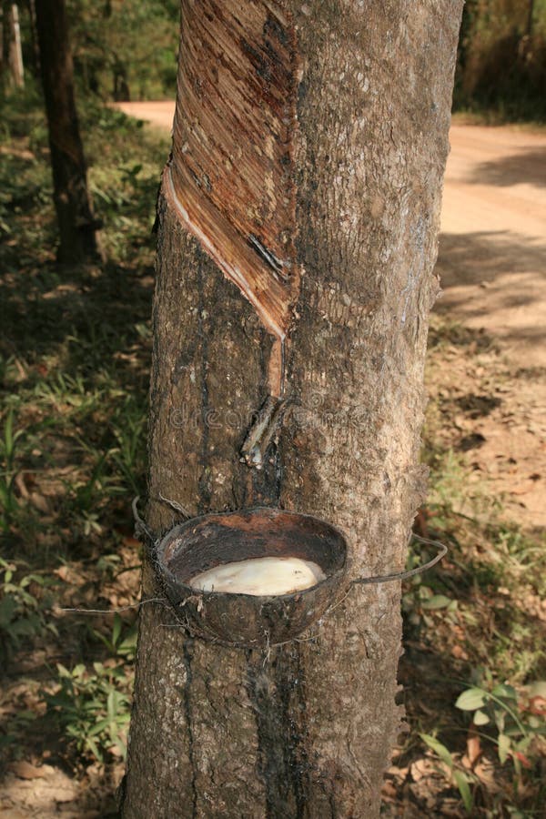 Tapping rubber tree stock photo. Image of latex, collection - 13649594