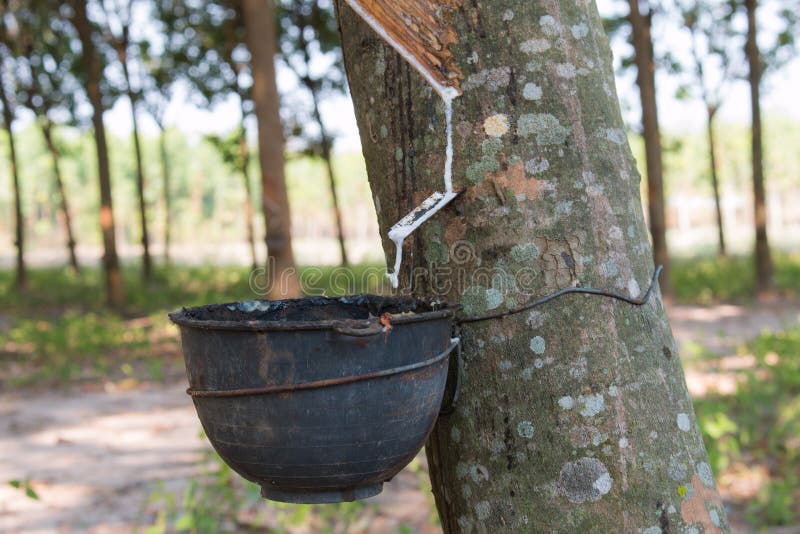 Tapping rubber trees stock photo. Image of lumber, nature - 64823290