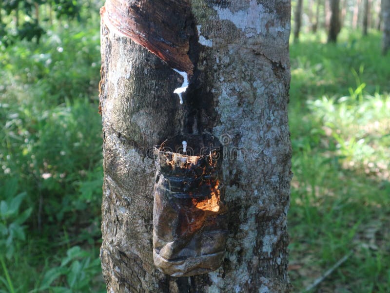 Tapping Rubber Trees, Rubber Tree Sap Stock Photo - Image of harvesting ...