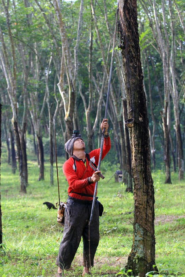 Tapping rubber latex 4 stock image. Image of island, beauty - 18586429