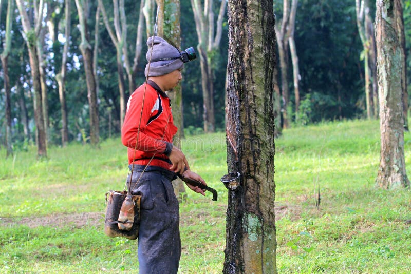 Tapping rubber latex 4 stock image. Image of island, beauty - 18586429