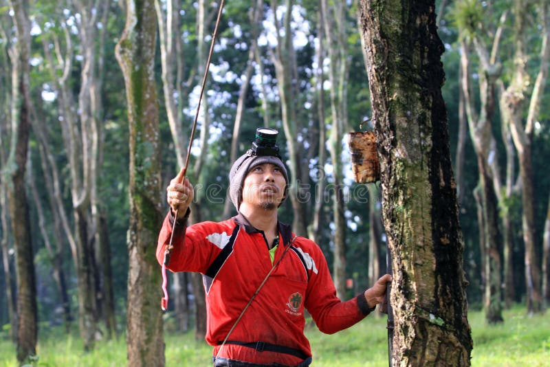 Tapping rubber editorial stock photo. Image of java, karanganyar - 51664543