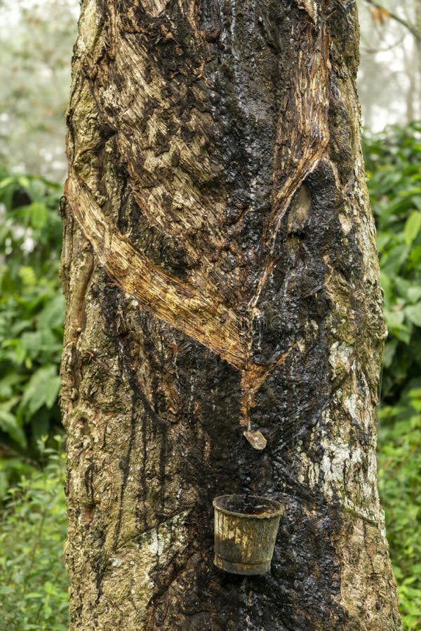 Tapping Sap Rubber Latex from the Rubber Tree Stock Photo - Image of ...