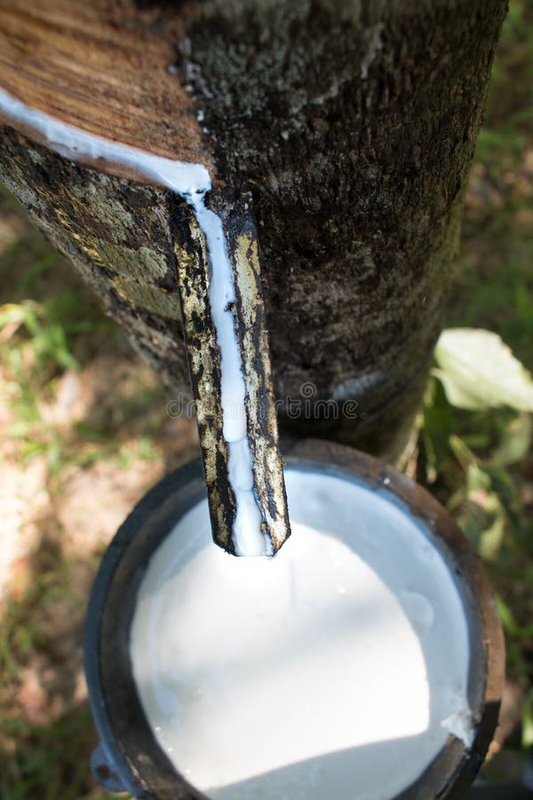 Tapping Sap from the Rubber Tree Stock Image - Image of bark ...