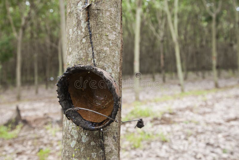 798 Rubber Tree Sap Collection Photos - Free & Royalty-Free Stock ...