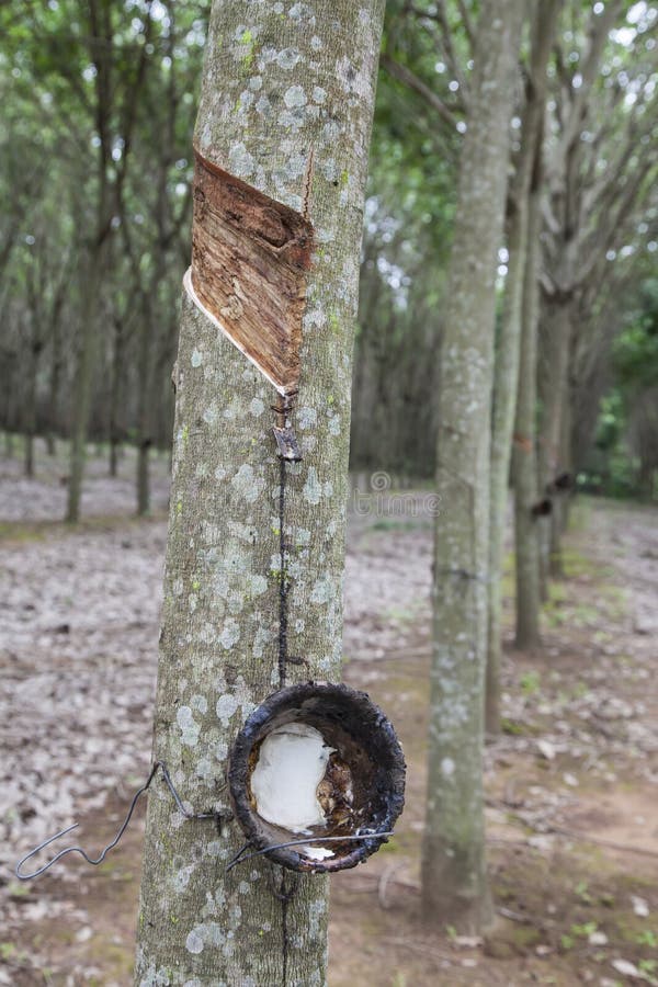 798 Rubber Tree Sap Collection Photos - Free & Royalty-Free Stock ...