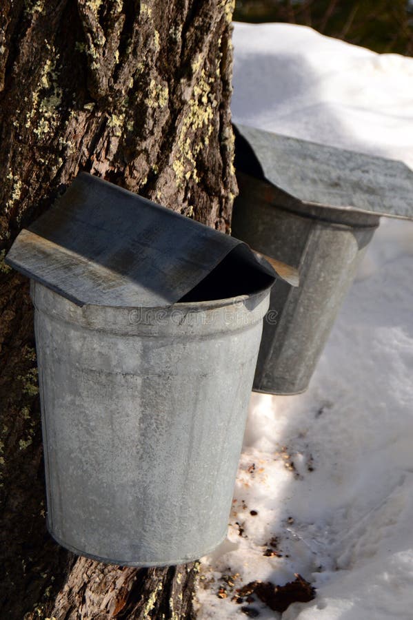 Tapping Trees Fro Maple Syrup Stock Photo - Image of maple, attraction ...