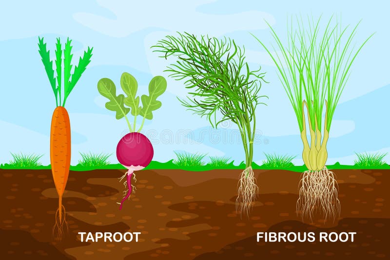 Taproot and Fibrous Root Example Comparison. Plant Part with Main Large ...
