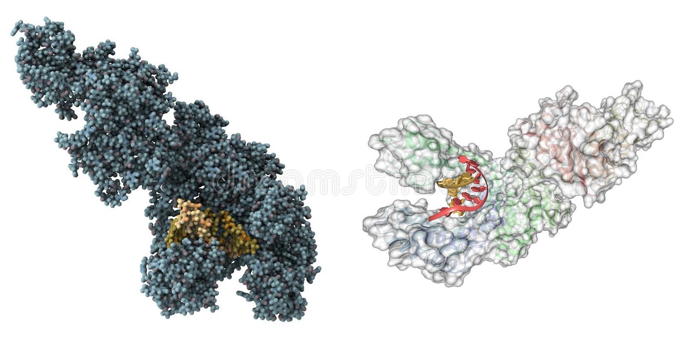 Polymerase Chain Reaction Stock Illustrations – 372 Polymerase Chain ...