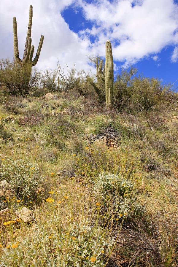 Taque Verde Canyon, Tucson Arizona Stock Photo - Image of taque, nature ...