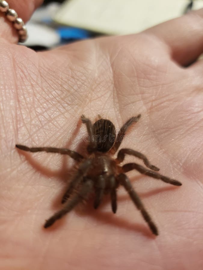 Tarántula del bebé foto de archivo. Imagen de pulgadas - 34022332