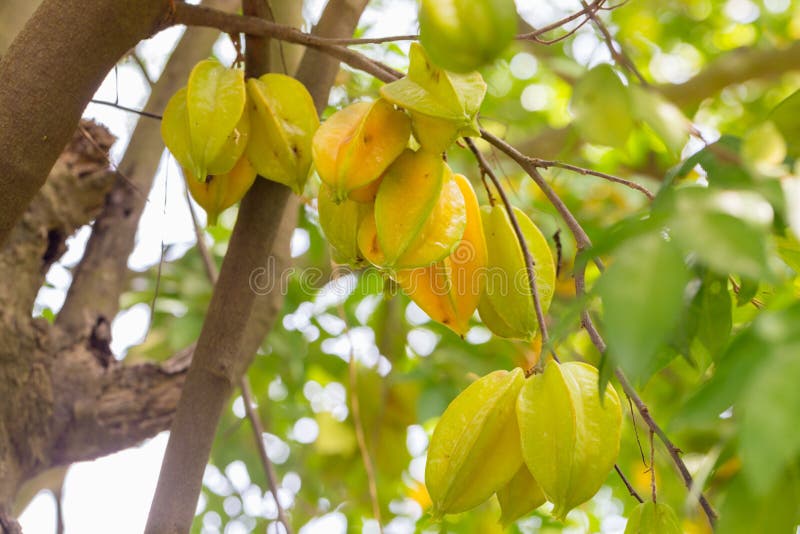 Tar apple fruit stock photo. Image of fruit, health, green - 74642886