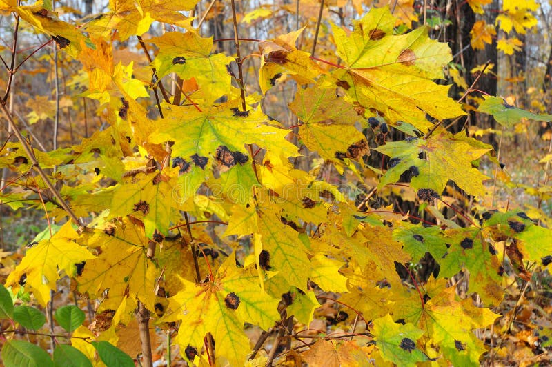 Tar Black Spot is One of the Most Readily Visible and Easiest Maple ...