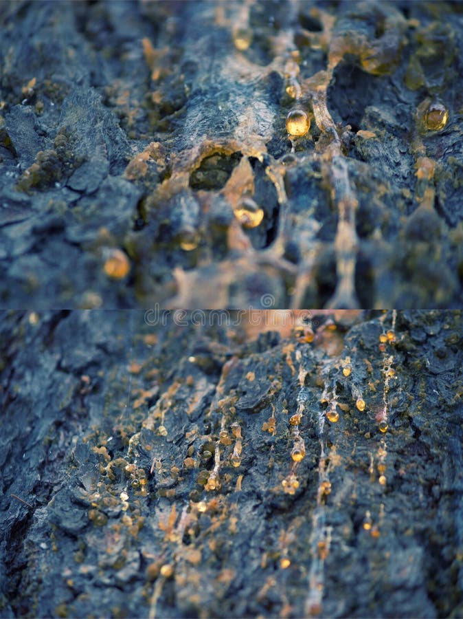 Tar drops on the tree stock image. Image of natural, amber - 82663411