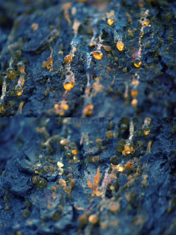 Tar drops on the tree stock image. Image of forest, organic - 82663421