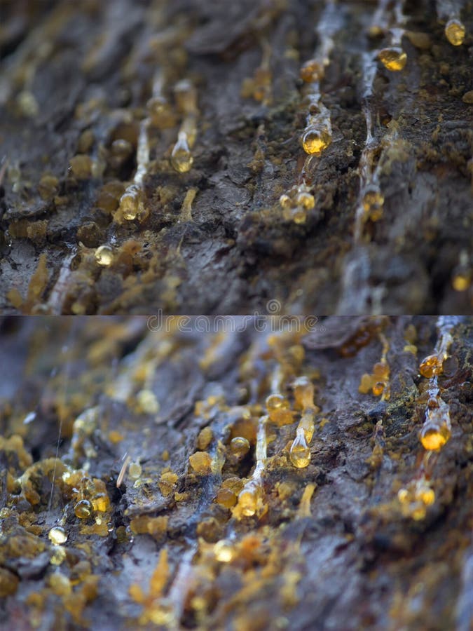 Tar drops on the tree stock image. Image of ecology, bright - 82663449