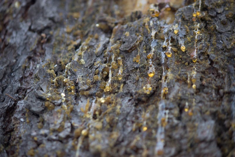 Tar drops on the tree stock photo. Image of enviroment - 82674888