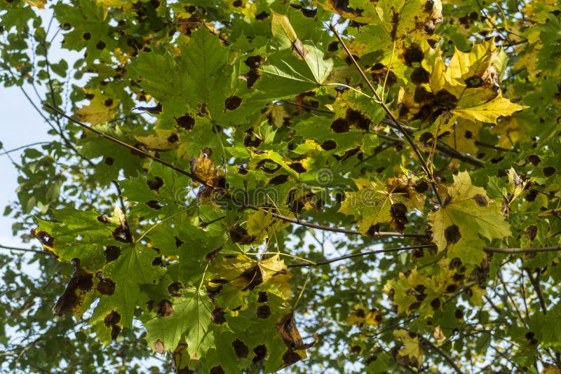 Tar Spot Disease at Run on a Maple Tree in Autumn Stock Image - Image ...