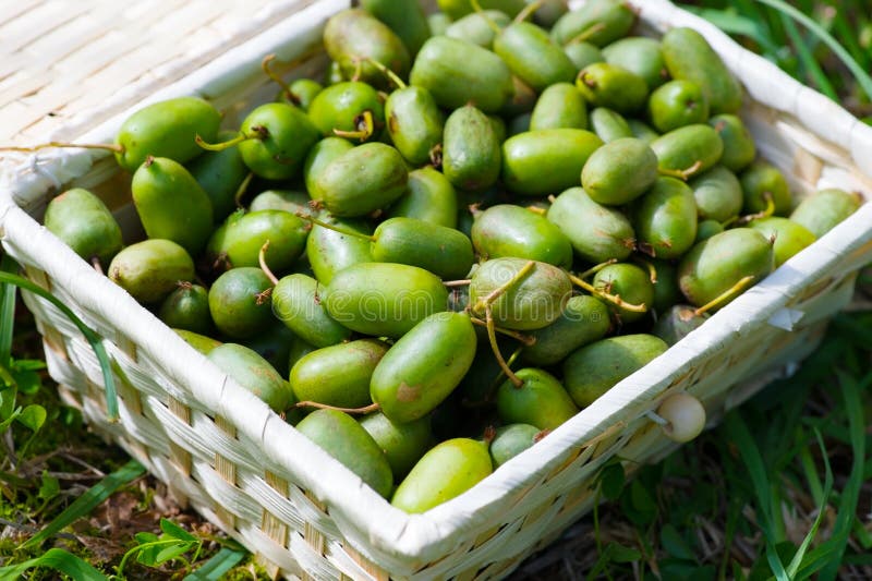 Tara vine stock photo. Image of fruit, diet, bower, plant - 27371906