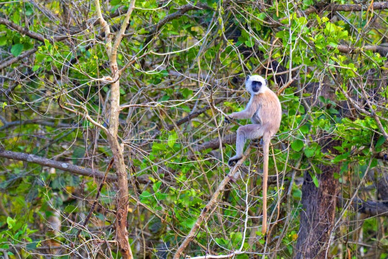 Tarai Gray Langur, Semnopithecus Hector, Royal Bardia National Park ...