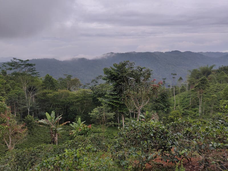 Taraju Stock Photos - Free & Royalty-Free Stock Photos from Dreamstime