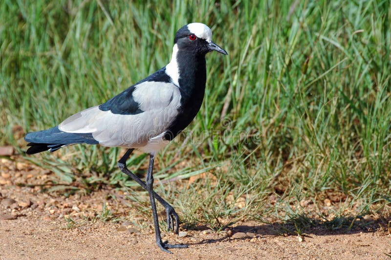 Tarambola do ferreiro. imagem de stock. Imagem de vadear - 509307