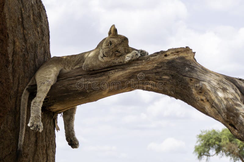 Tanzania, Tarangire, Lion Cub Sleeping in a Tree Stock Photo - Image of ...