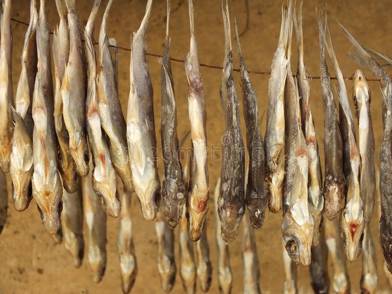 Taranka stock image. Image of salt, river, life, clipfish - 7957245