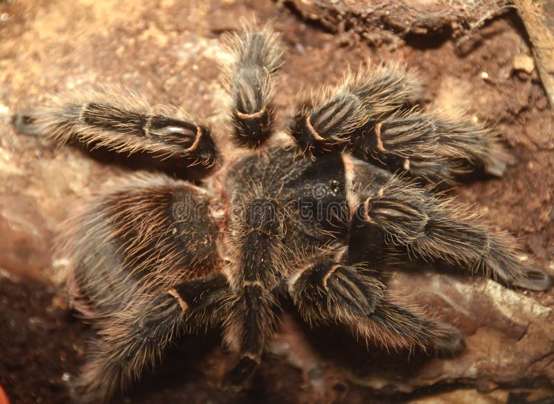 Tarantel arkivfoto. Bild av vitt, ögon, bifokal, skarv - 23495218