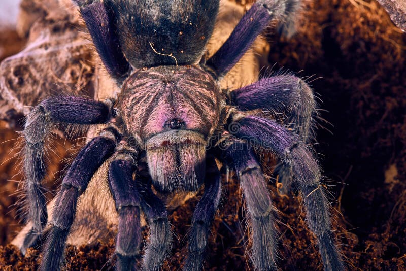 Tarantel Phormictopus SP-Purpur Stockfoto - Bild von nave, bunt: 53247410