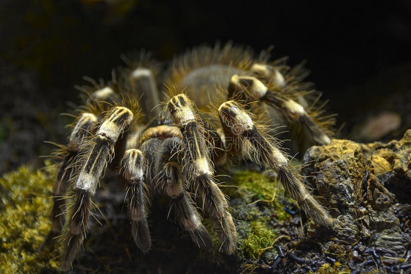 Tarantola - Parahybana Di Lasiodora Fotografia Stock - Immagine di ...