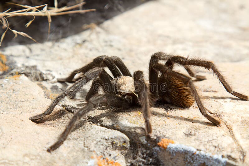 Tarantola su roccia fotografia stock. Immagine di roccia - 33731574
