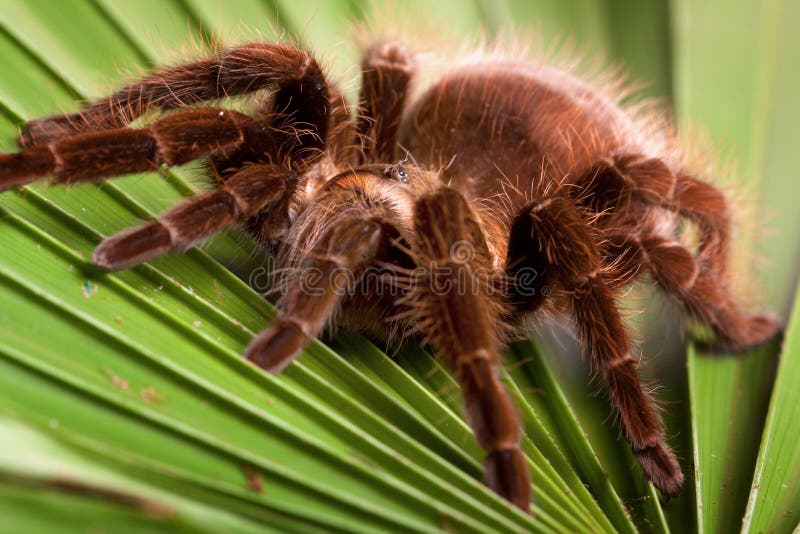 Tarantula stock photo. Image of close, lycosa, arachnid - 5547546