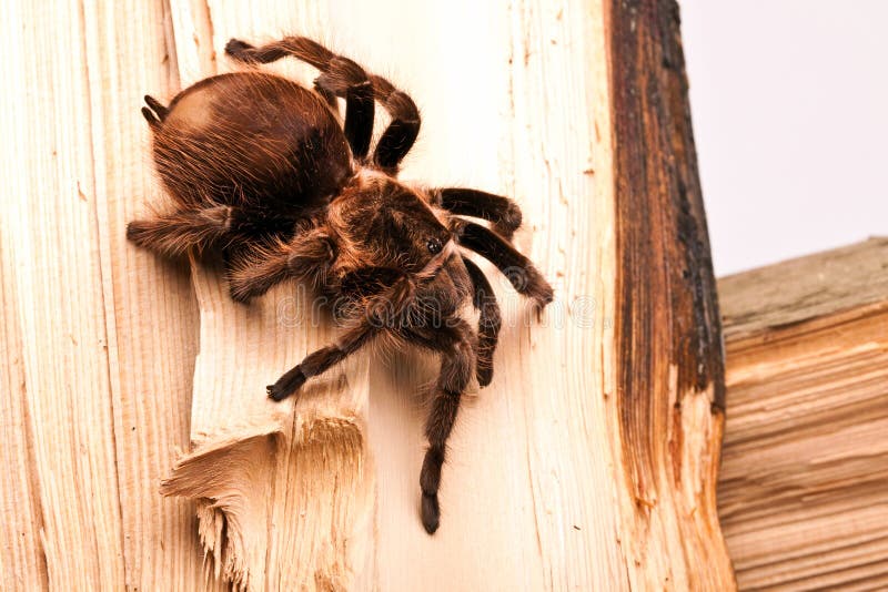 Big Tarantula stock image. Image of macro, veins, spider - 12799795