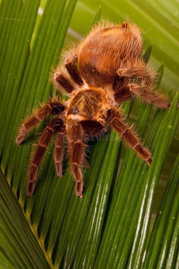 Big Tarantula on Leaf stock photo. Image of jaws, detail - 12799882