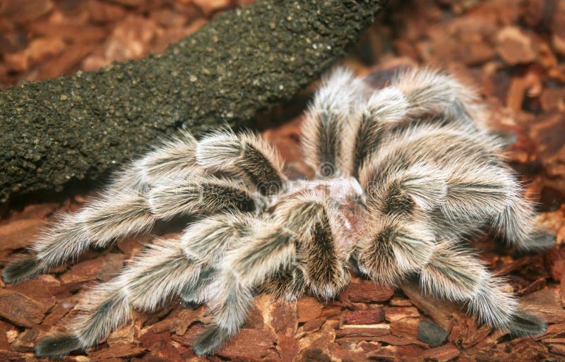 Tarantula Grande En La Hoja Foto de archivo - Imagen de invertebrado ...