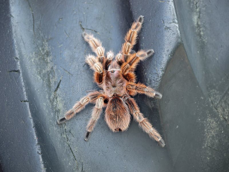 Tarantula stock photo. Image of beetle, invertebrate - 15844814