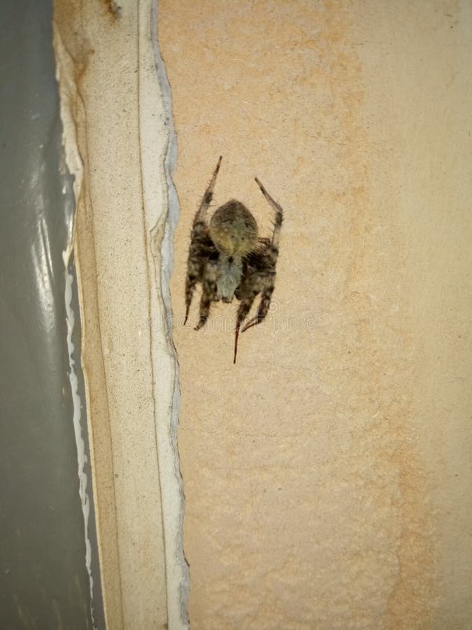 Tarántula del bebé foto de archivo. Imagen de pulgadas - 34022332