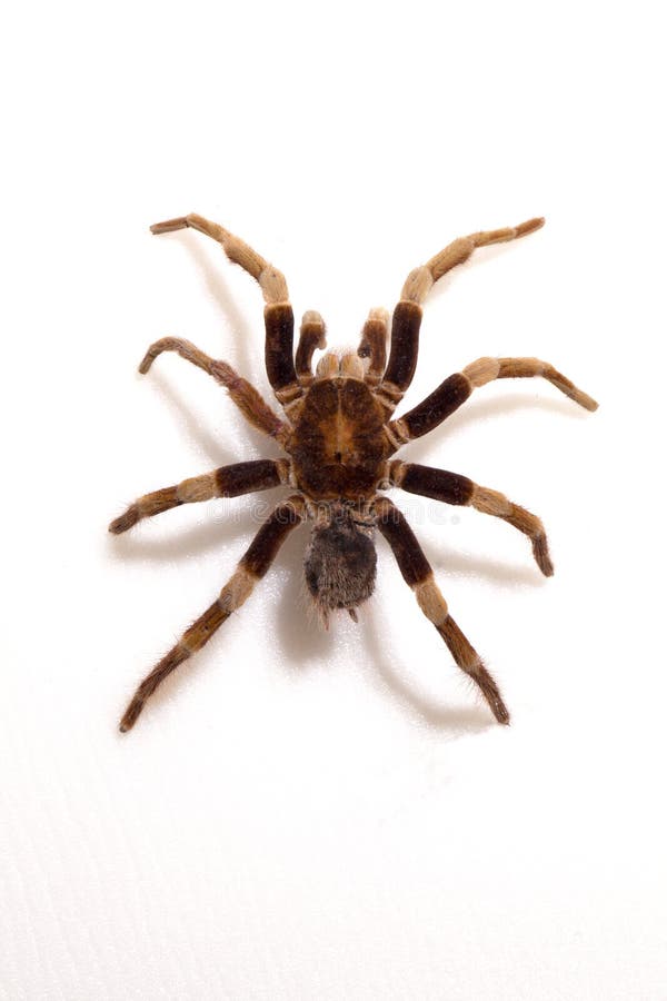 Tarantula top view stock photo. Image of high, view, spider - 23367242