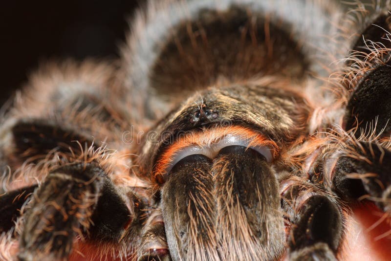 33,223 Spider Close Up Stock Photos - Free & Royalty-Free Stock Photos ...