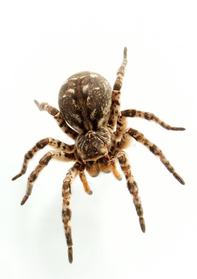 Mexican Red Rump Tarantula stock photo. Image of dangerous - 7238848